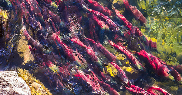 Order tickets for the 2025 Wild Salmon Jackpot 50/50 | Raffle Nexus
